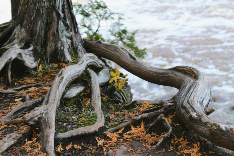 Extreme Gradient Boosting Algorithm In Machine Learning